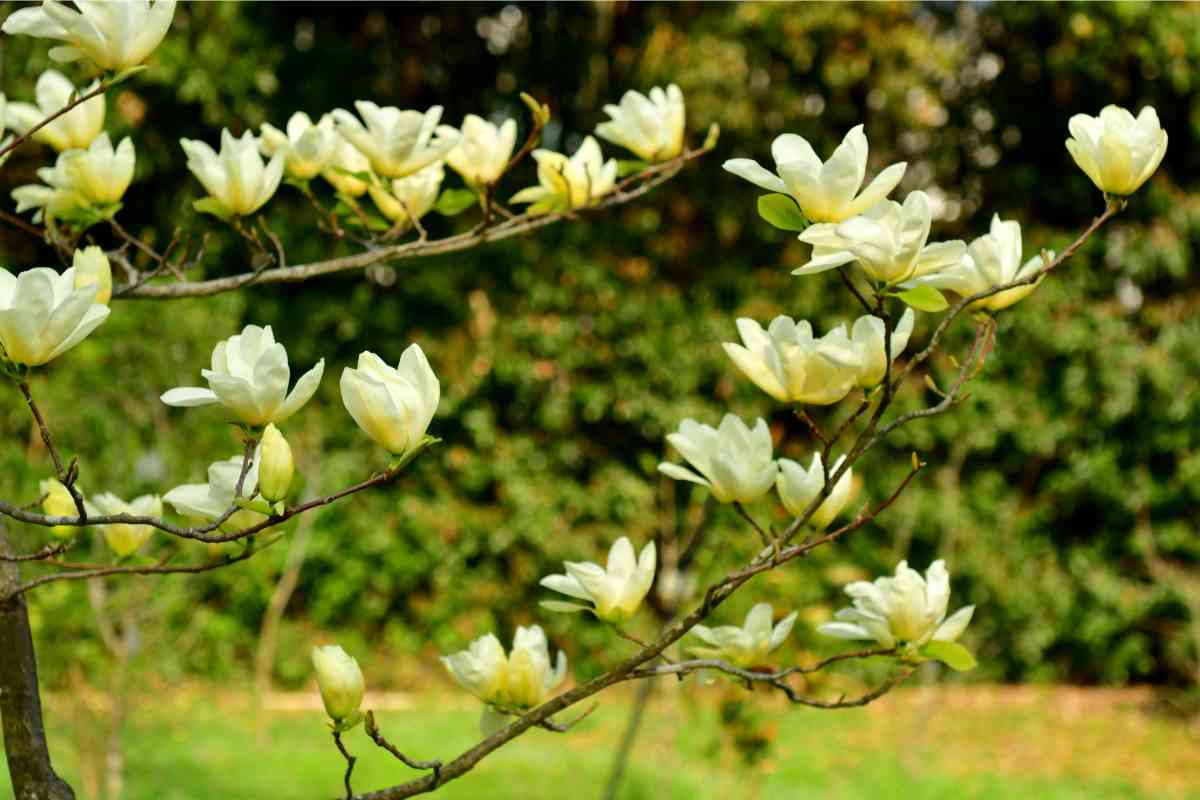 14 Different Types Of Magnolia Trees (With Photos)