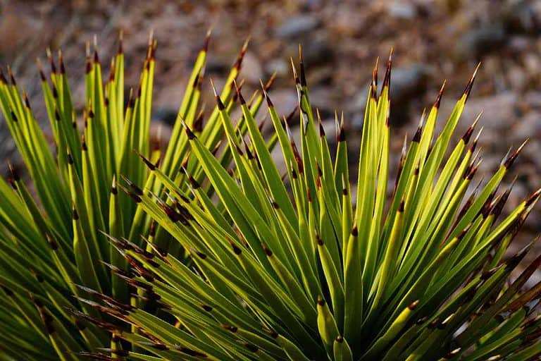 13 Different Types Of Plants In The Desert (With Photos)