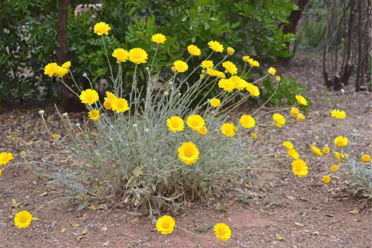 13 Different Types Of Plants In The Desert (With Photos)