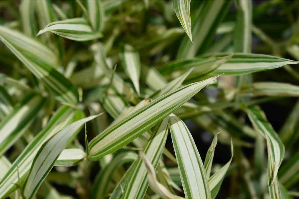 11 Different Types of Japanese Bamboo (With Photos)