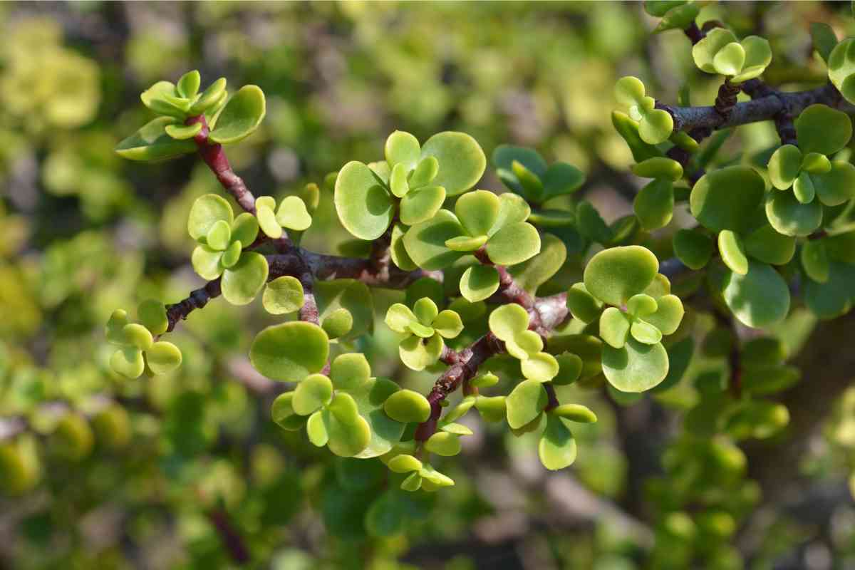 10 Plants With Red Stems and Green Leaves (With Photos)