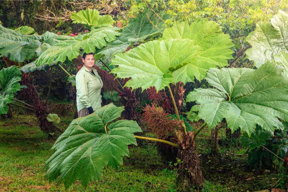 Top 19 Outdoor Plants With Large Leaves (With Photos)