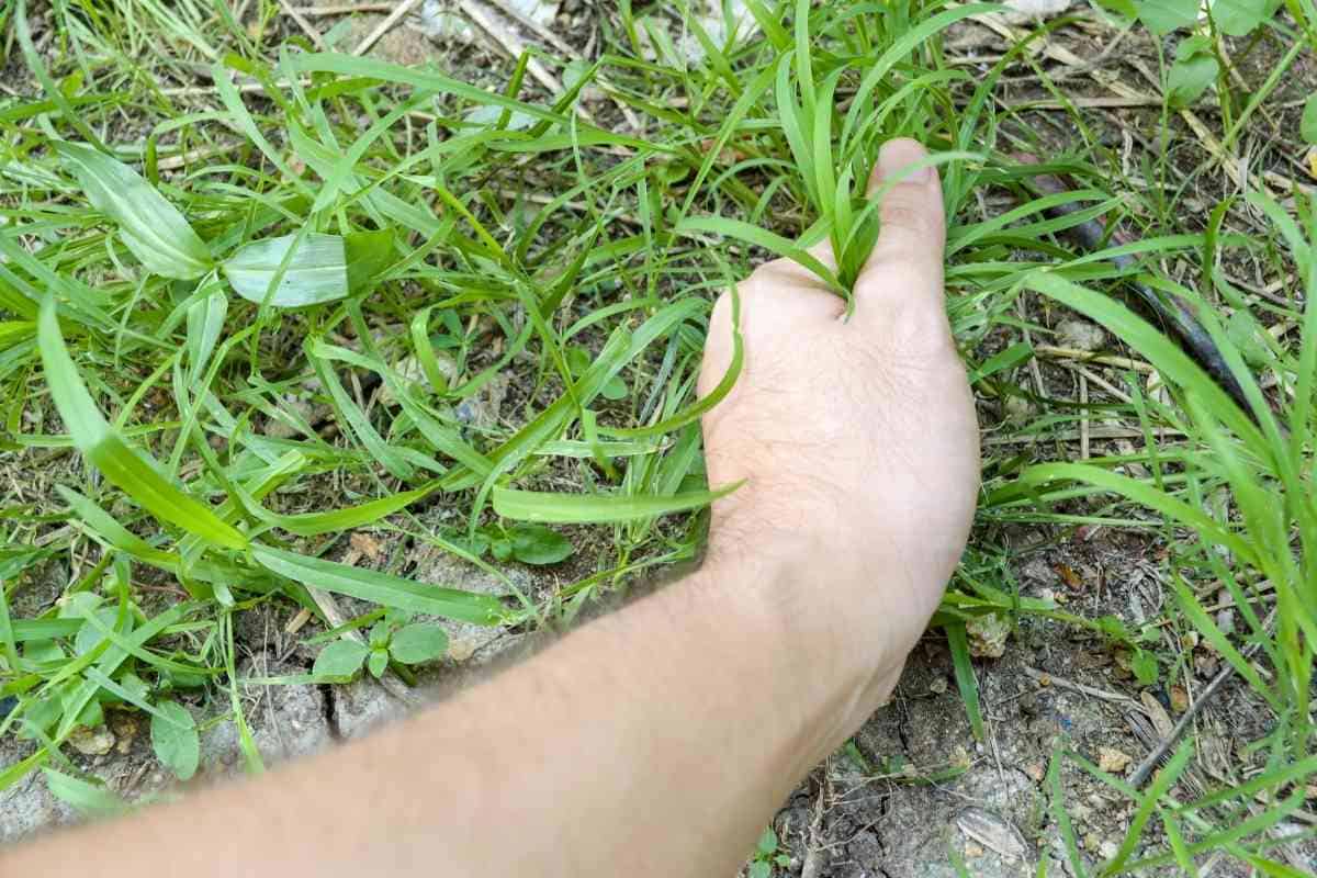 How To Stop Weeds From Growing In Gravel (5 Practical Ways)