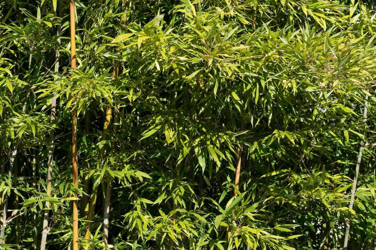 11 Different Types of Japanese Bamboo (With Photos)