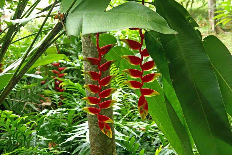 12 Types of Plants in the Rainforest (With Photos)