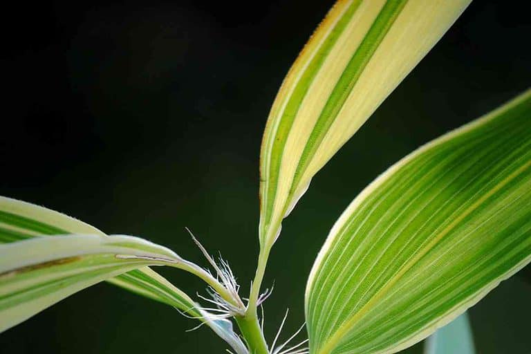 11 Different Types of Japanese Bamboo (With Photos)