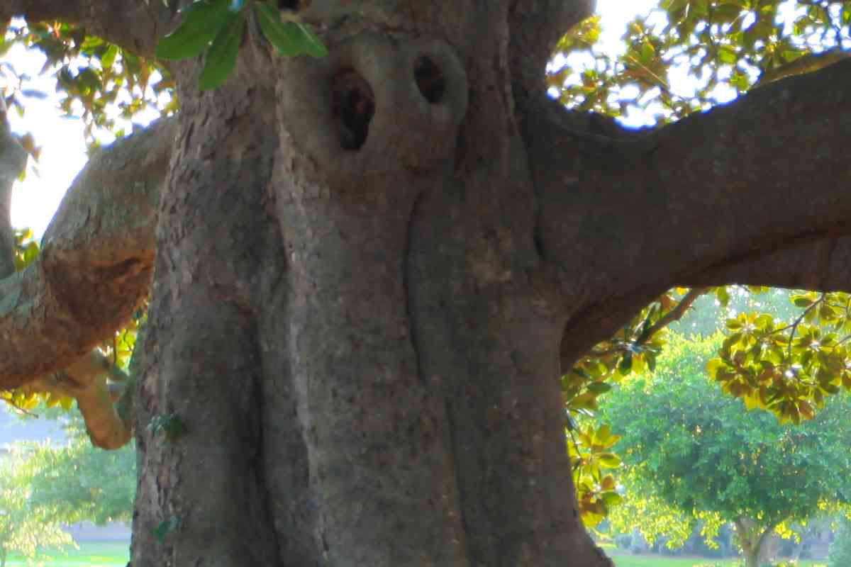 14 Different Types Of Magnolia Trees (With Photos)