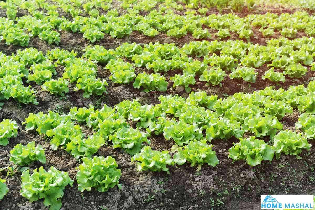 How Many Lettuce Seeds Per Hole? (Explained)