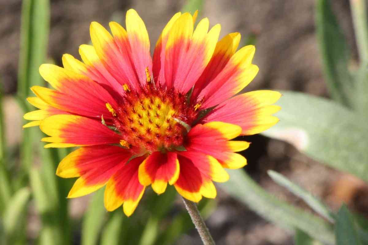 Top 9 Orange Wildflowers In California (With Photos)