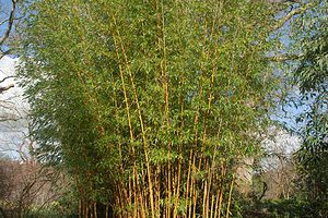 11 Different Types of Japanese Bamboo (With Photos)