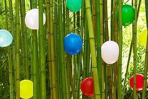 11 Different Types of Japanese Bamboo (With Photos)