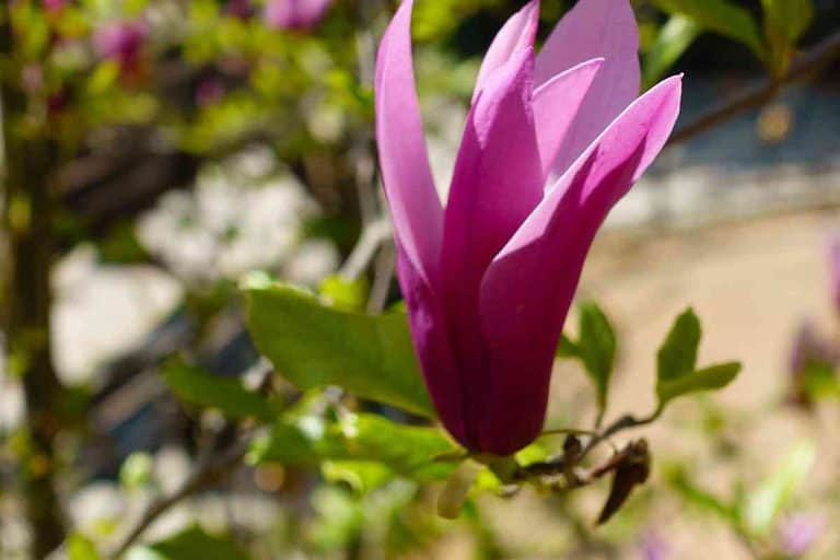 14 Different Types Of Magnolia Trees (With Photos)