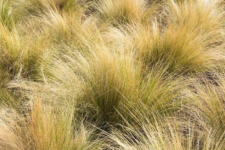 13 Different Types Of Plants In The Desert (With Photos)