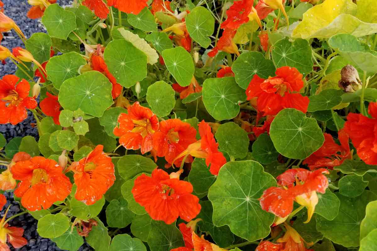 17 Fast Growing Climbing Plants For Fences (With Photos)