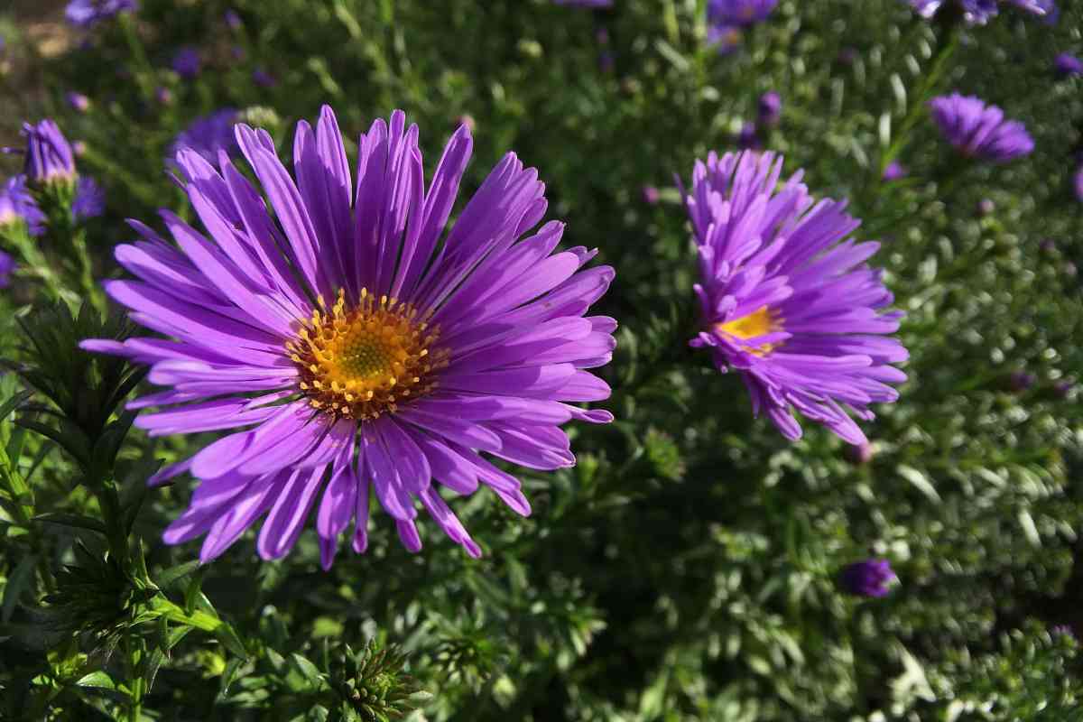Top 13 Purple Wildflowers in Michigan (With Photos)