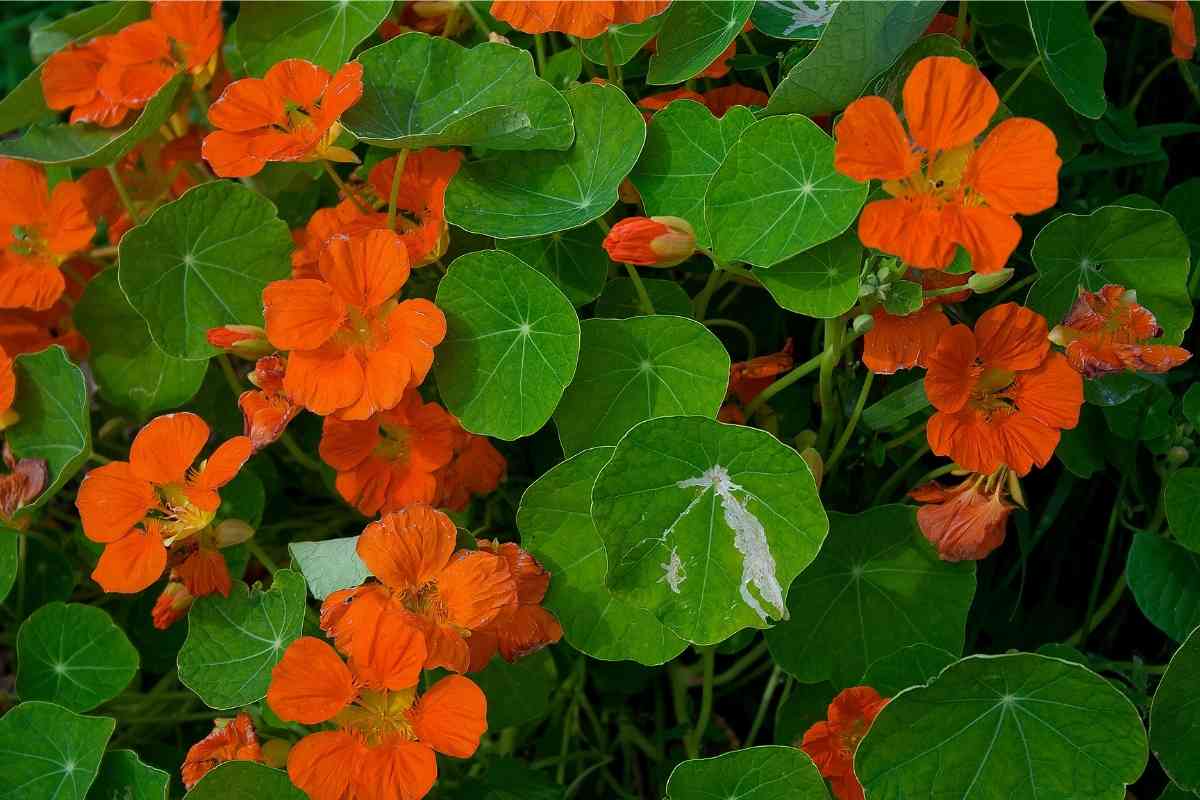 Top 9 Orange Wildflowers In California (With Photos)