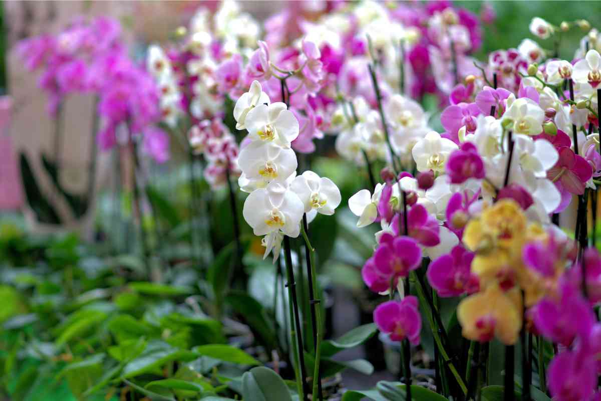 12 Types of Plants in the Rainforest (With Photos)