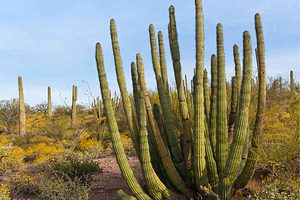 13 Different Types Of Plants In The Desert (With Photos)