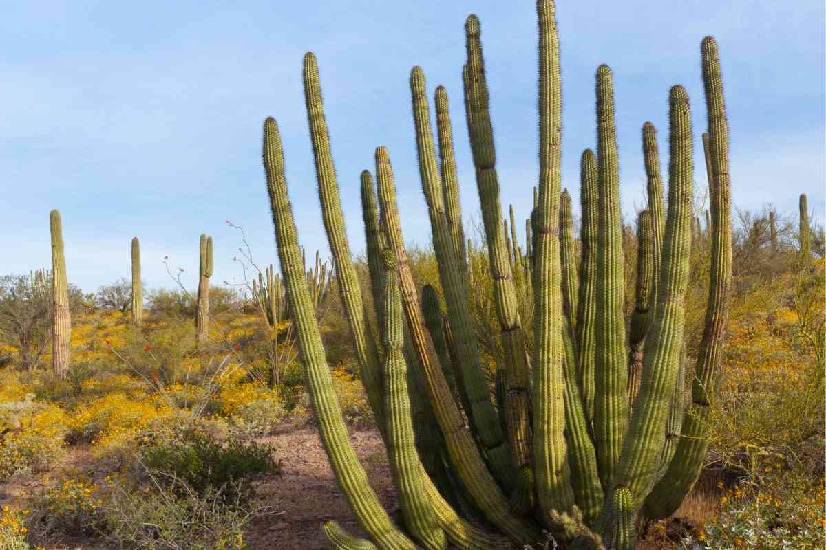 13 Different Types Of Plants In The Desert (With Photos)