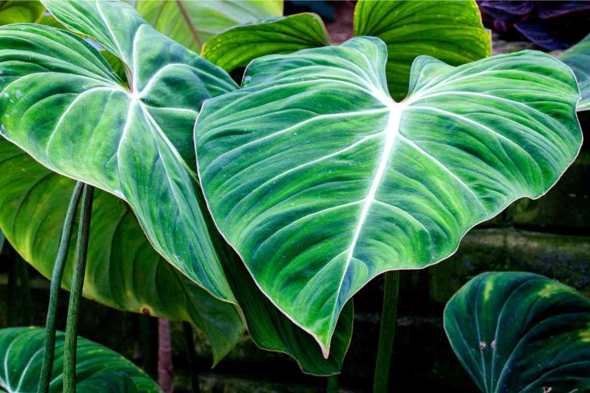 Top 19 Outdoor Plants With Large Leaves (With Photos)
