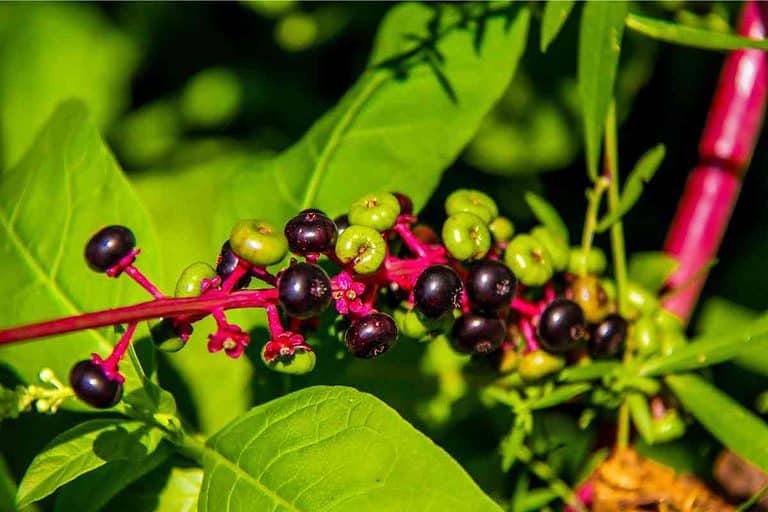 10 Plants With Red Stems and Green Leaves (With Photos)
