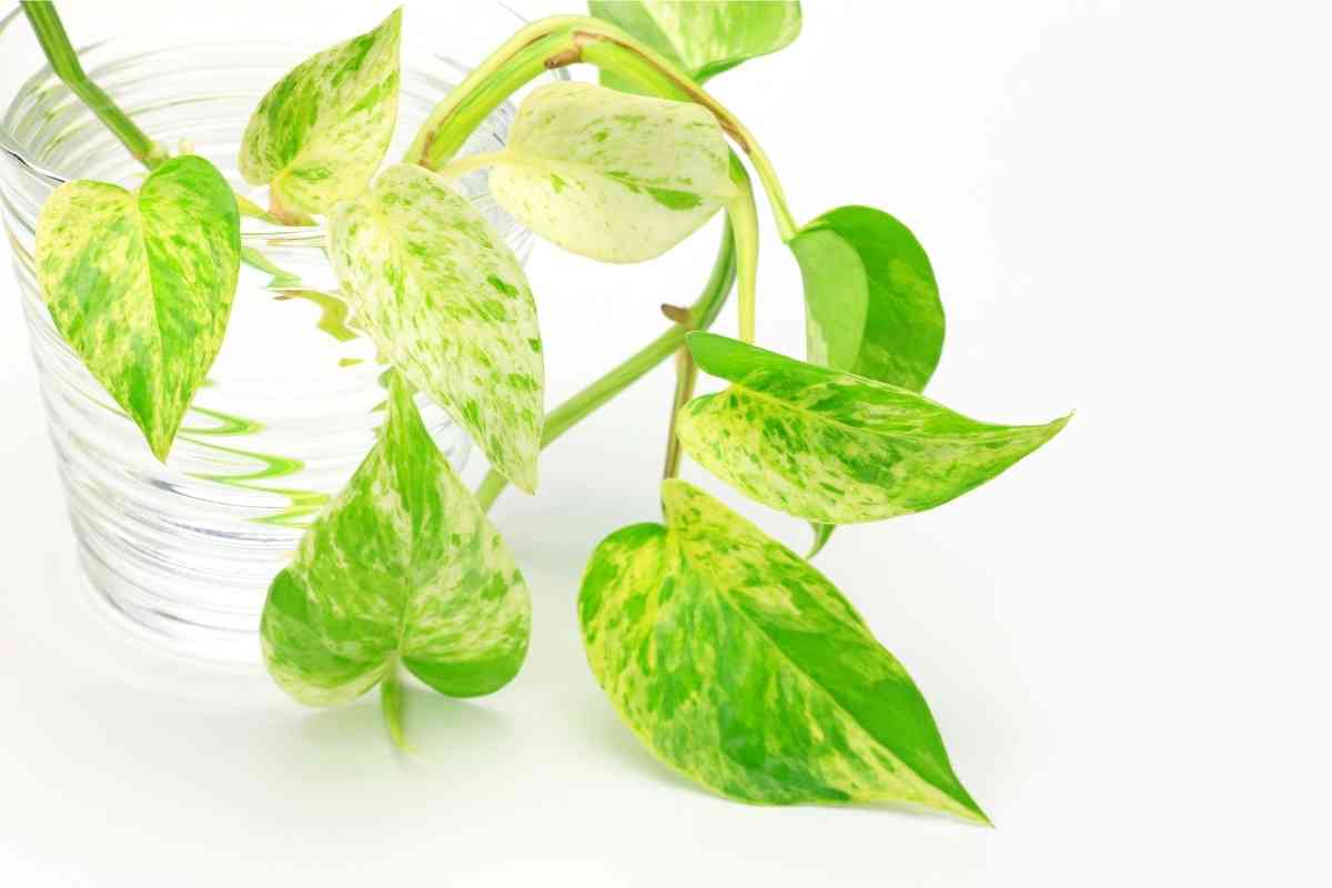 20 Best Plants For Office With No Windows (With Photos)