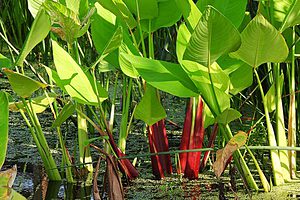 10 Plants With Red Stems and Green Leaves (With Photos)