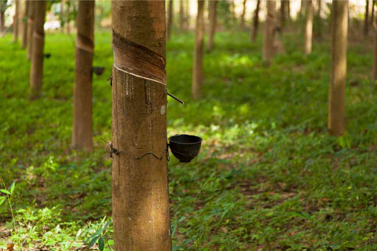 12 Types of Plants in the Rainforest (With Photos)