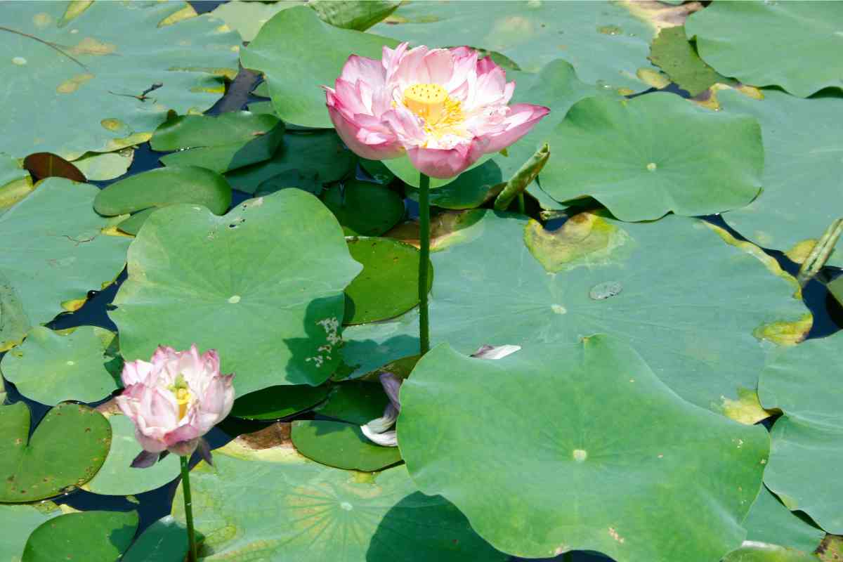 Top 19 Outdoor Plants With Large Leaves (With Photos)