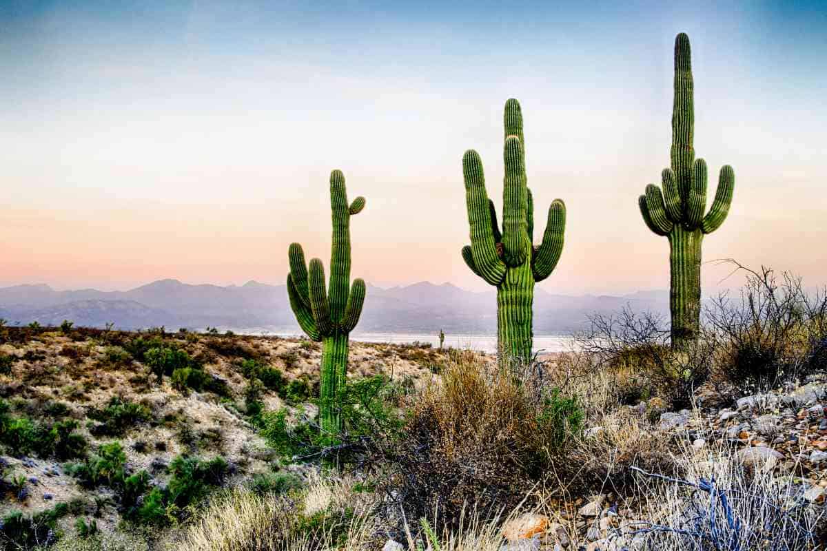 13 Different Types Of Plants In The Desert (With Photos)