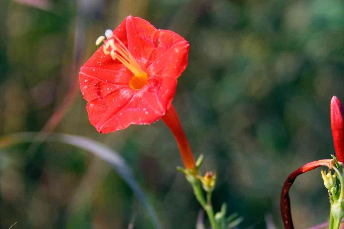 Top 13 Red Wildflowers In Texas (With Photos)
