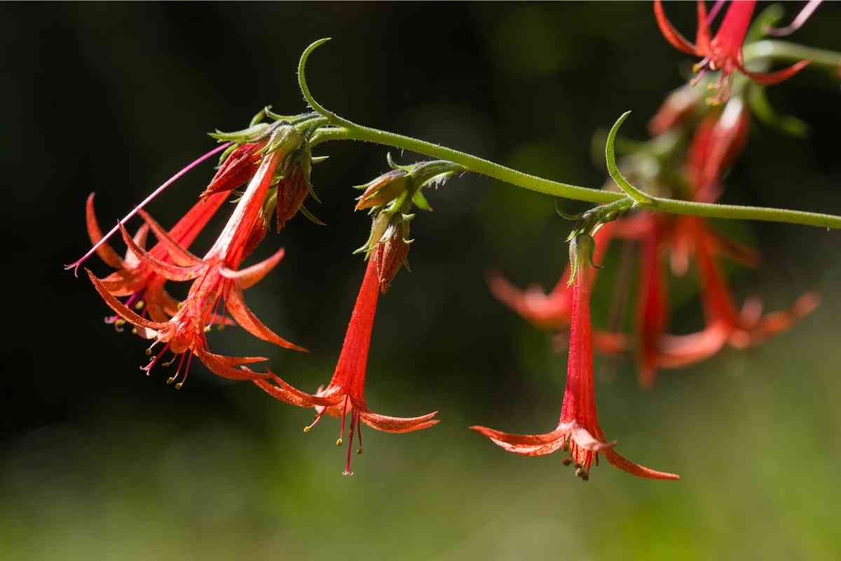 Top 13 Red Wildflowers In Texas (With Photos)