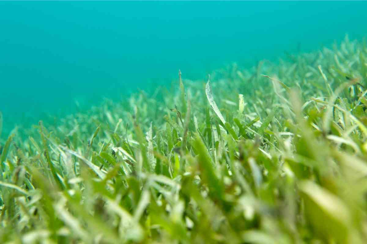 8 Different Types Of Plants In The Ocean (With Photos)