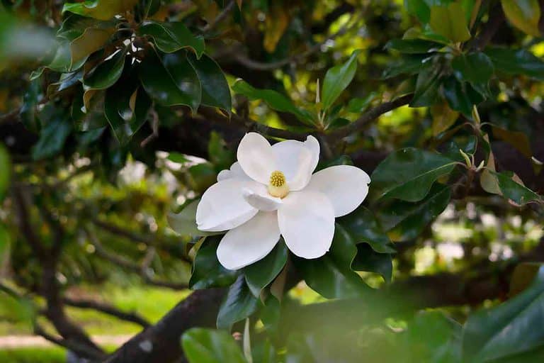 14 Different Types Of Magnolia Trees (With Photos)