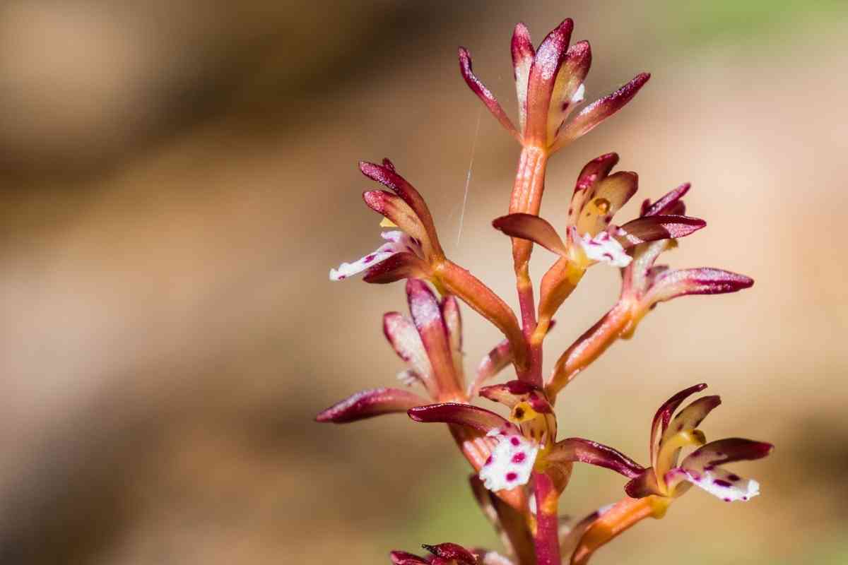 Top 13 Red Wildflowers In Texas (With Photos)