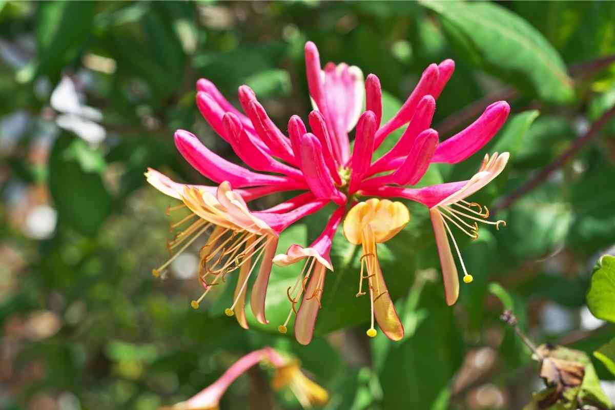 Top 13 Red Wildflowers In Texas (With Photos)