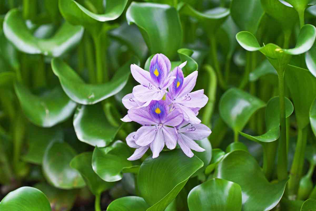 8 Different Types Of Plants In The Ocean (With Photos)