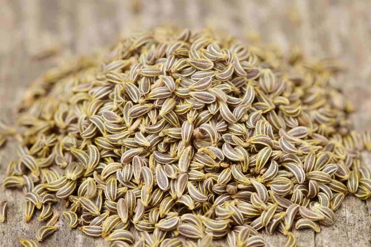 How Many Parsley Seeds Per Hole? (Explained)