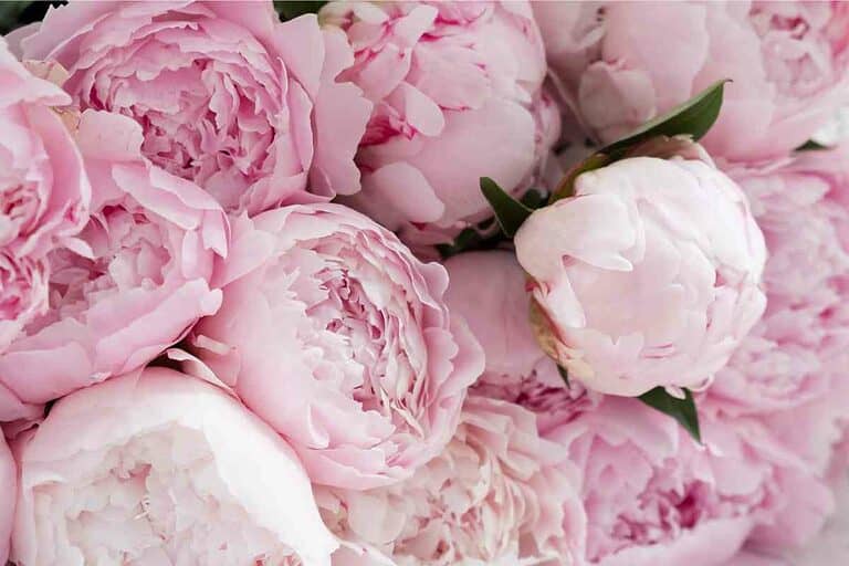 6 Different Peony Growth Stages (Explained)