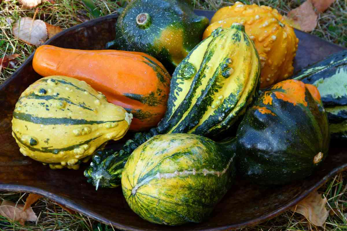 Is Squash a Vegetable or a Fruit? (Perfectly Explained)