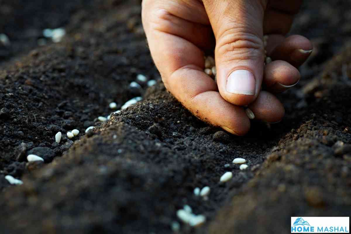 How Many Parsley Seeds Per Hole? (Explained)