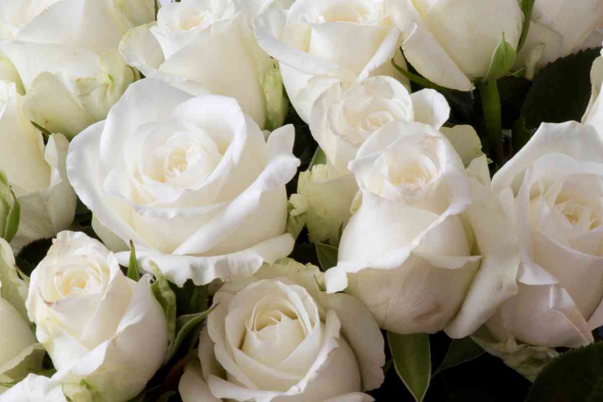 24 Plants With White Flowers And Green Leaves (With Photos)