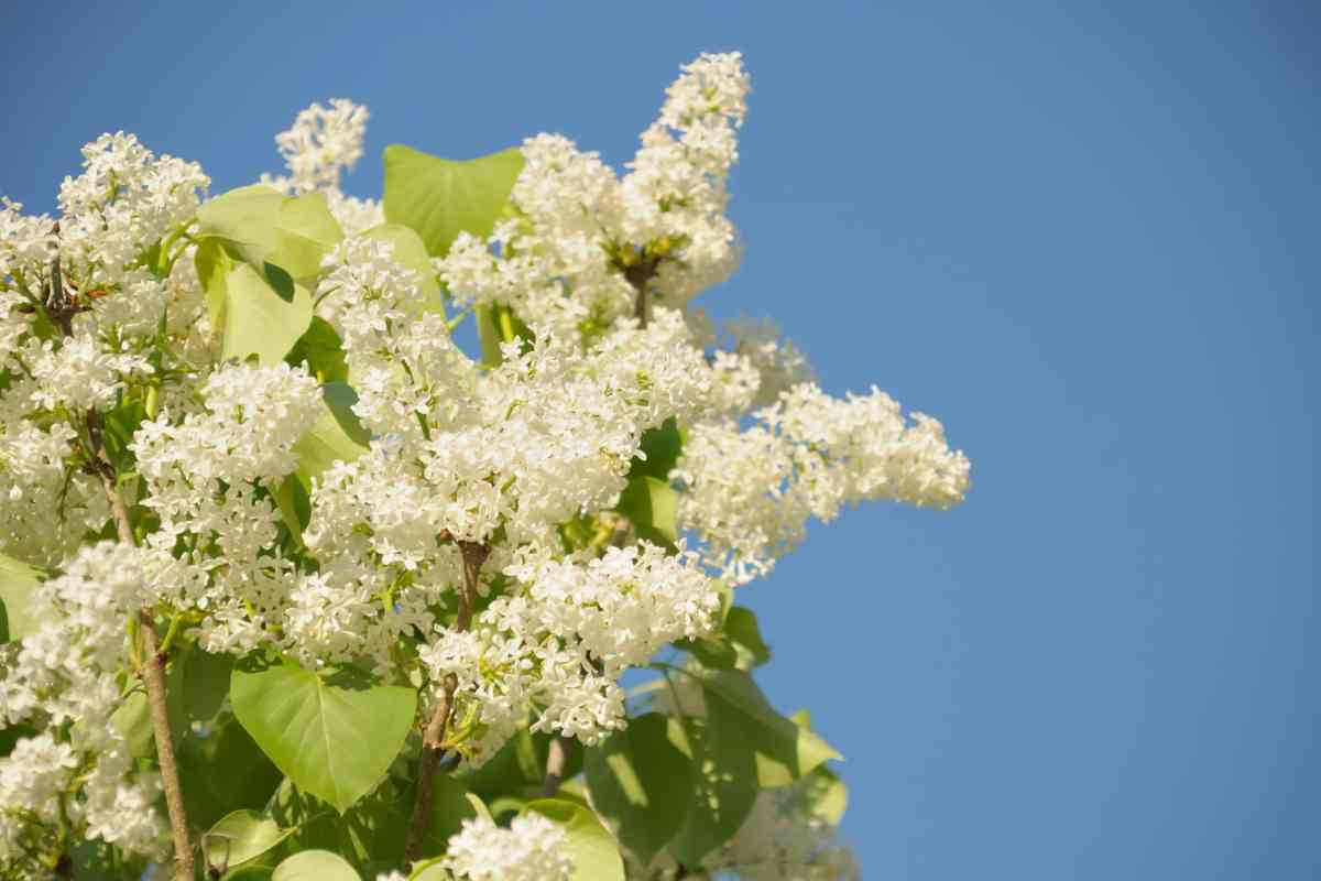 24 Plants With White Flowers And Green Leaves (With Photos)