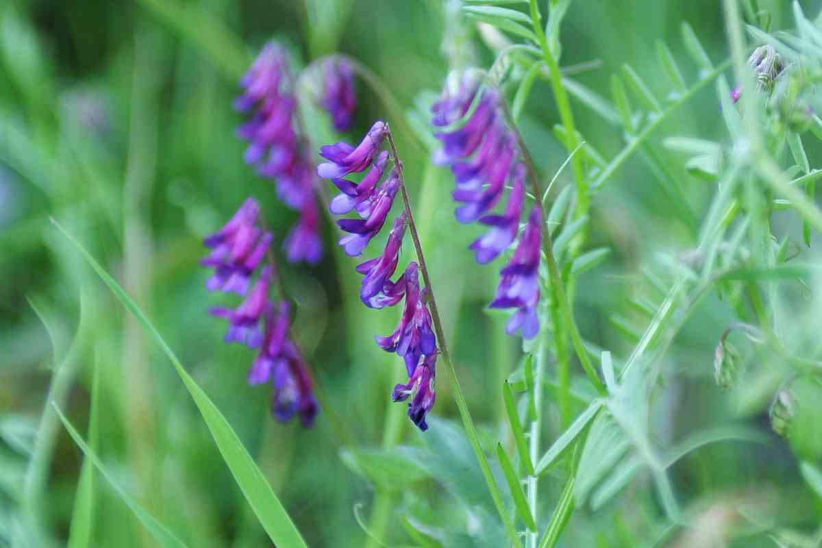 Top 13 Purple Wildflowers in Michigan (With Photos)