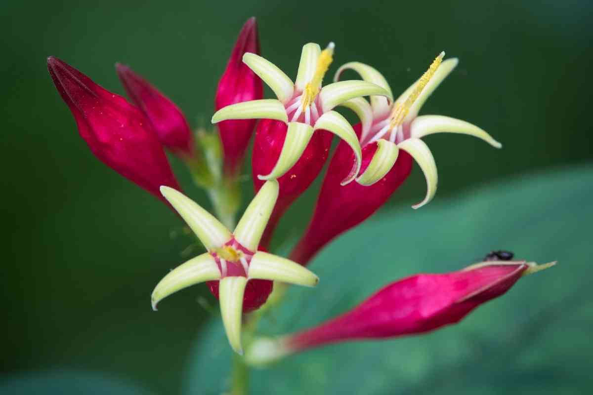 Top 13 Red Wildflowers In Texas (With Photos)