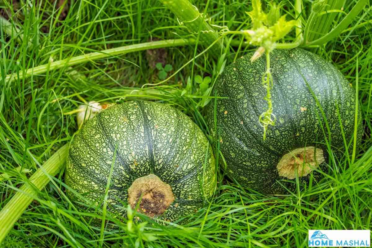 Is Pumpkin a Vegetable or a Fruits? (Explained)