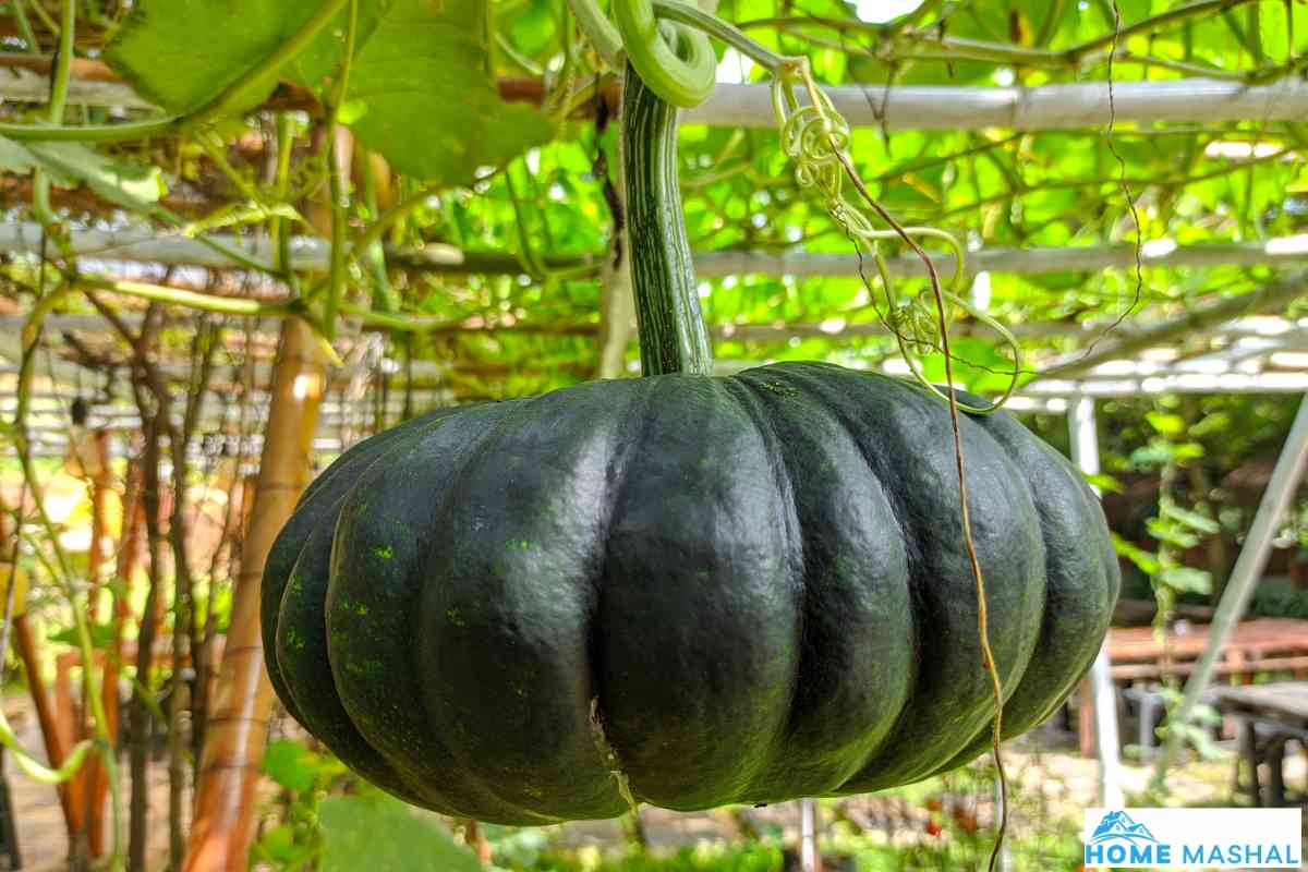 Is Pumpkin a Vegetable or a Fruits? (Explained)