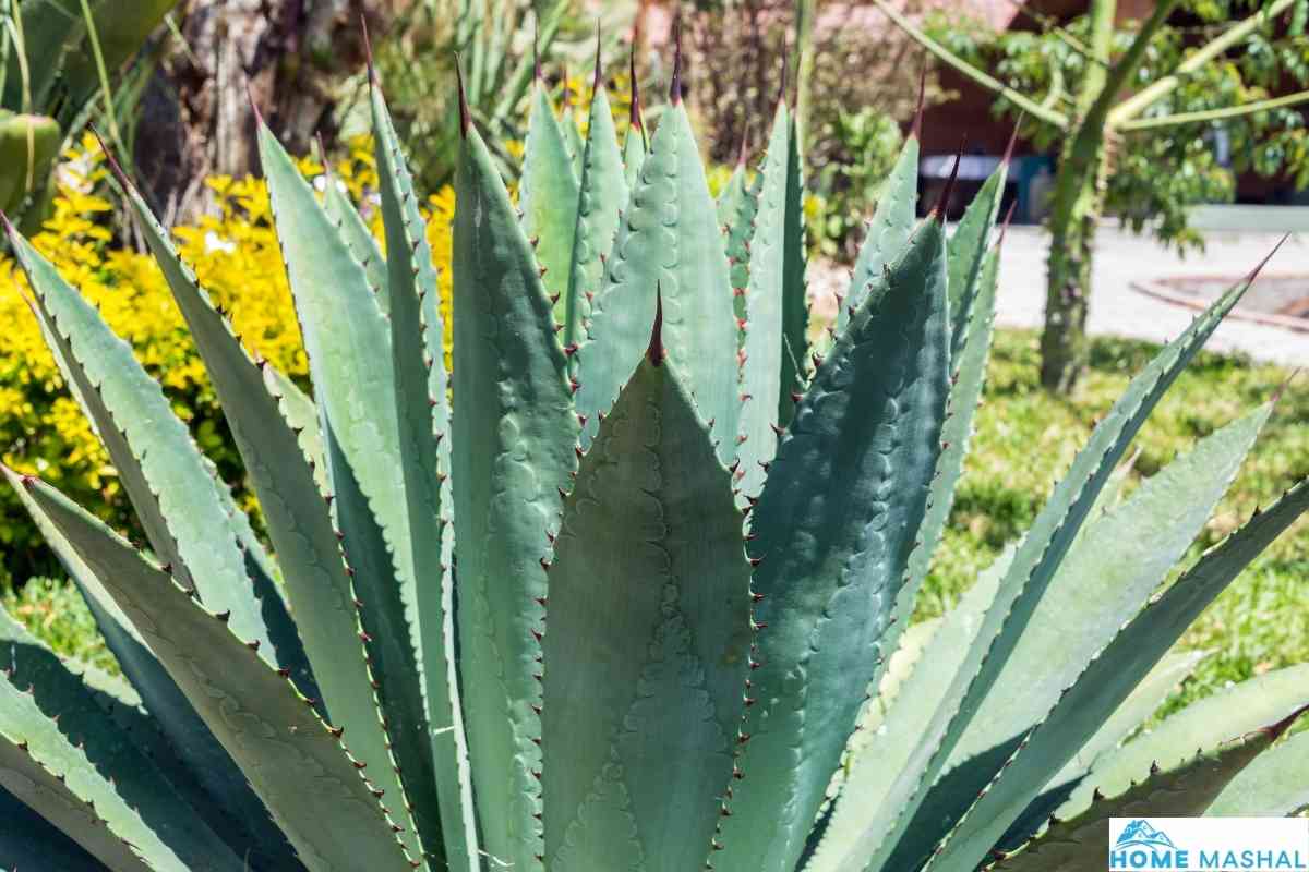 15 Best Plants for Around Above Ground Pool