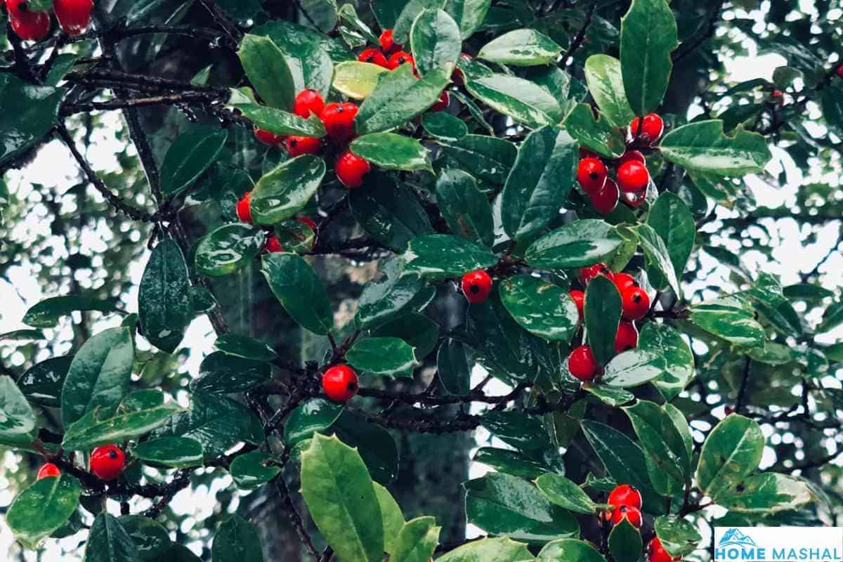 8 Best Evergreen Plants For Privacy From Neighbors