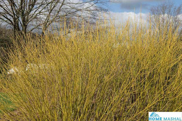 Top 14 Red Twig Dogwood Varieties (With Photos)